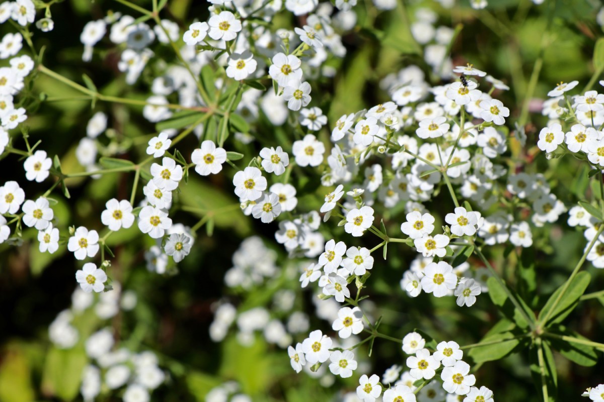 Flowering Spurge – VIRGINIA WILDFLOWERS