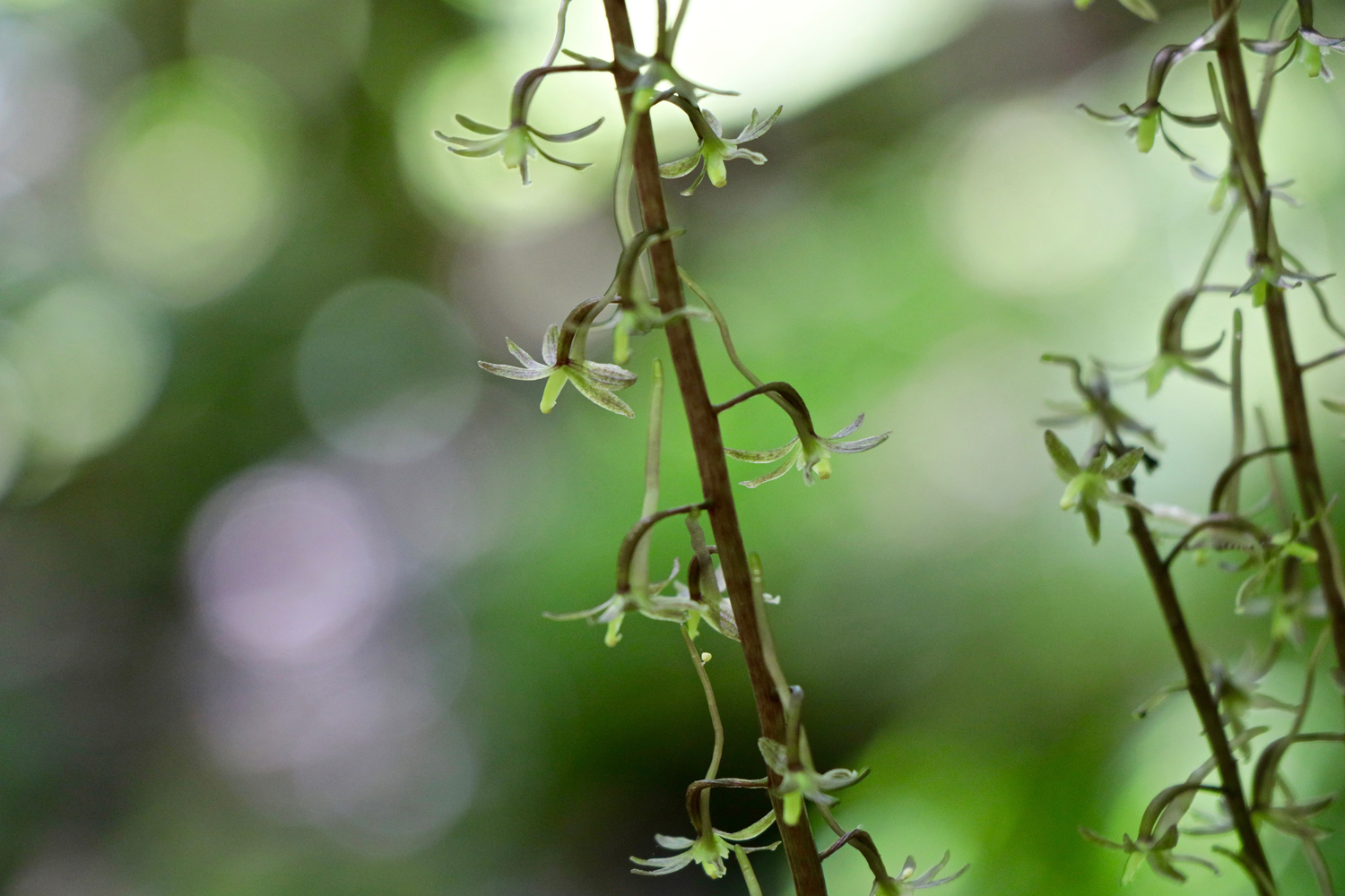 Cranefly Orchid or Crippled Cranefly – VIRGINIA WILDFLOWERS