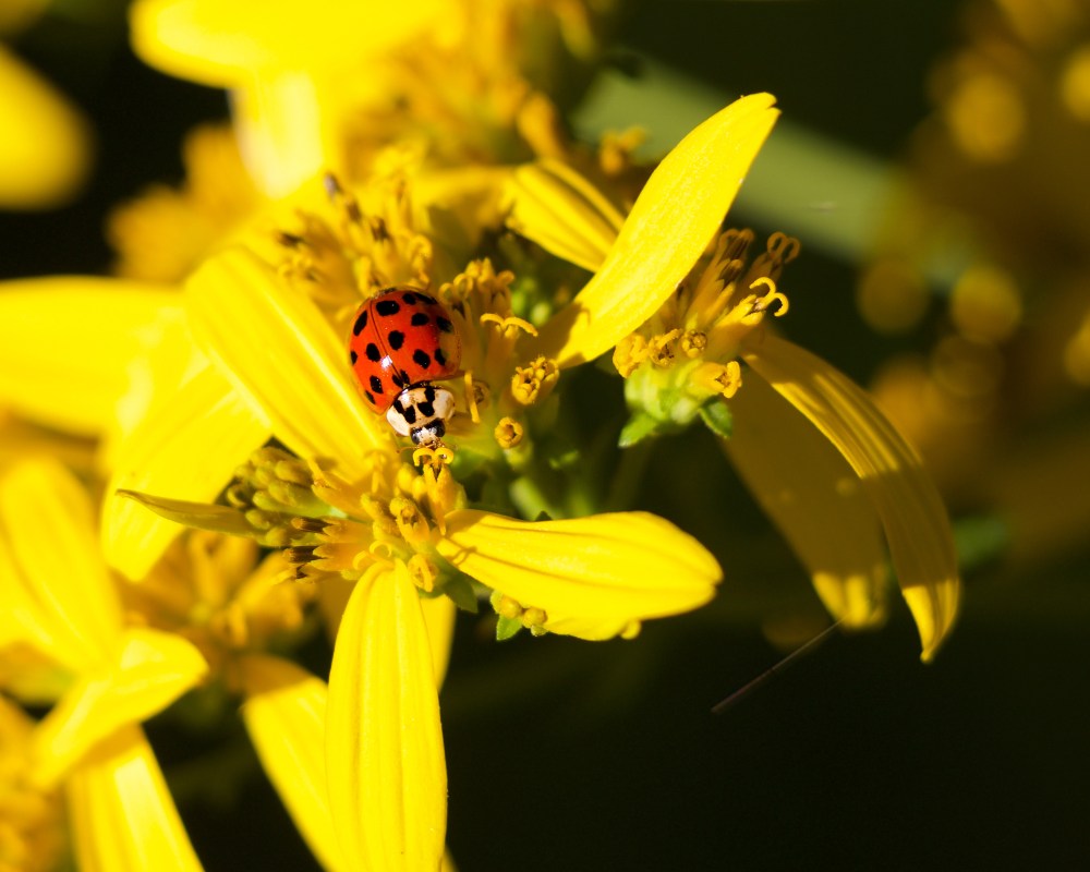 Yellow Crownbeard – VIRGINIA WILDFLOWERS