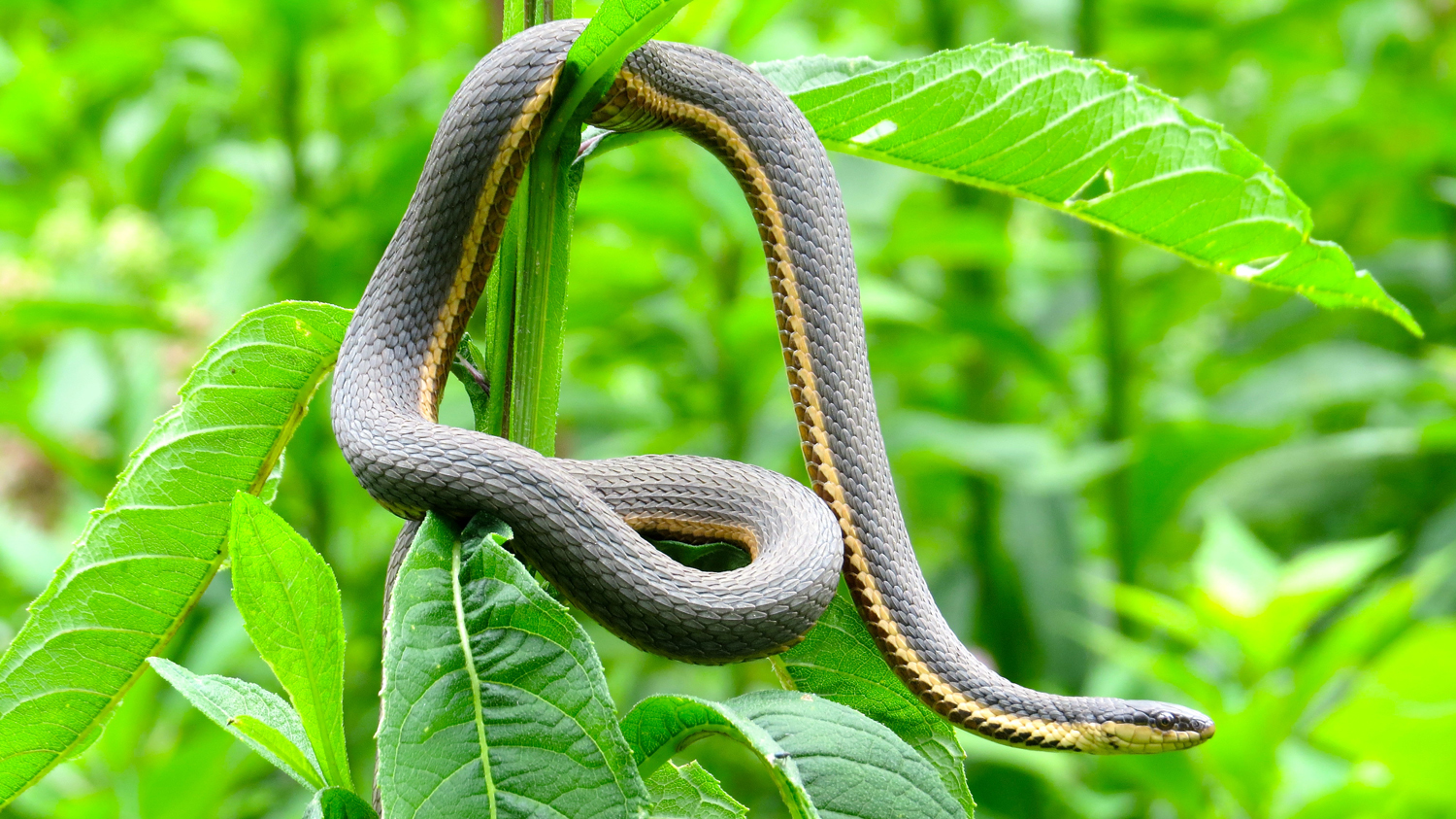 Wingstem – VIRGINIA WILDFLOWERS