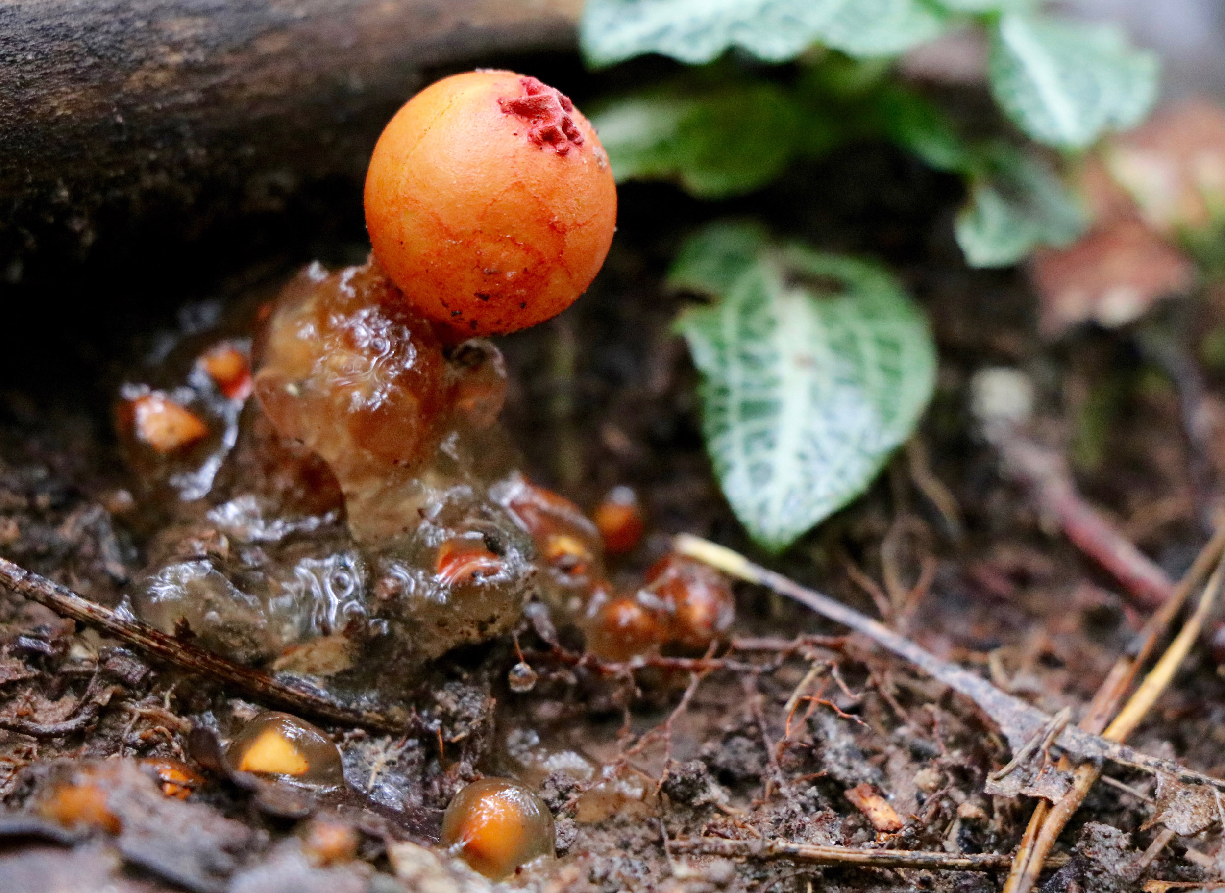 Calostoma cinnabarina – VIRGINIA WILDFLOWERS