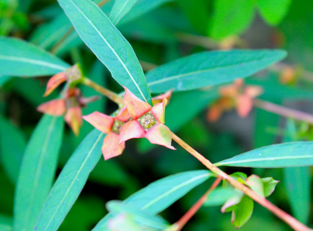 Seedbox – VIRGINIA WILDFLOWERS