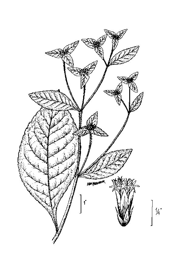 Carolina Elephant’s Foot – VIRGINIA WILDFLOWERS