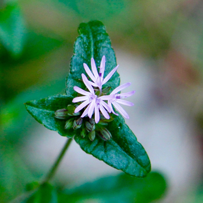 Carolina Elephant’s Foot – VIRGINIA WILDFLOWERS