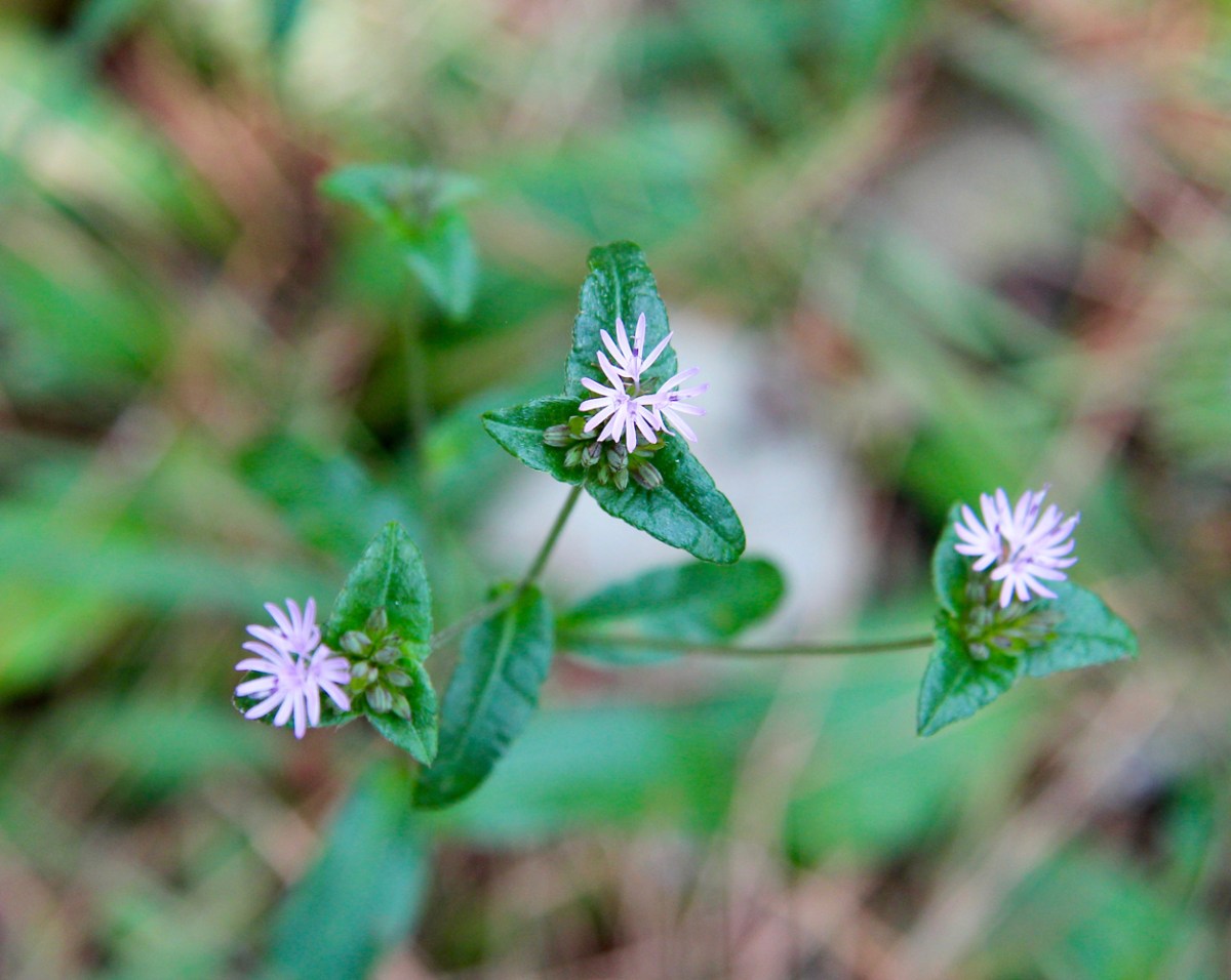 Carolina Elephant’s Foot – VIRGINIA WILDFLOWERS