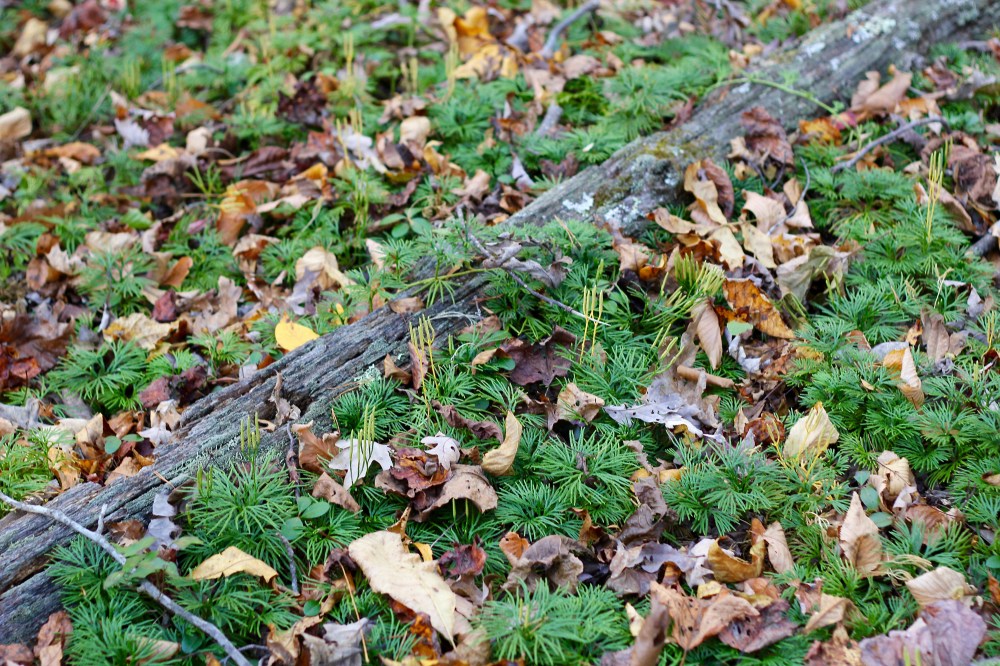 Ground Cedar – VIRGINIA WILDFLOWERS