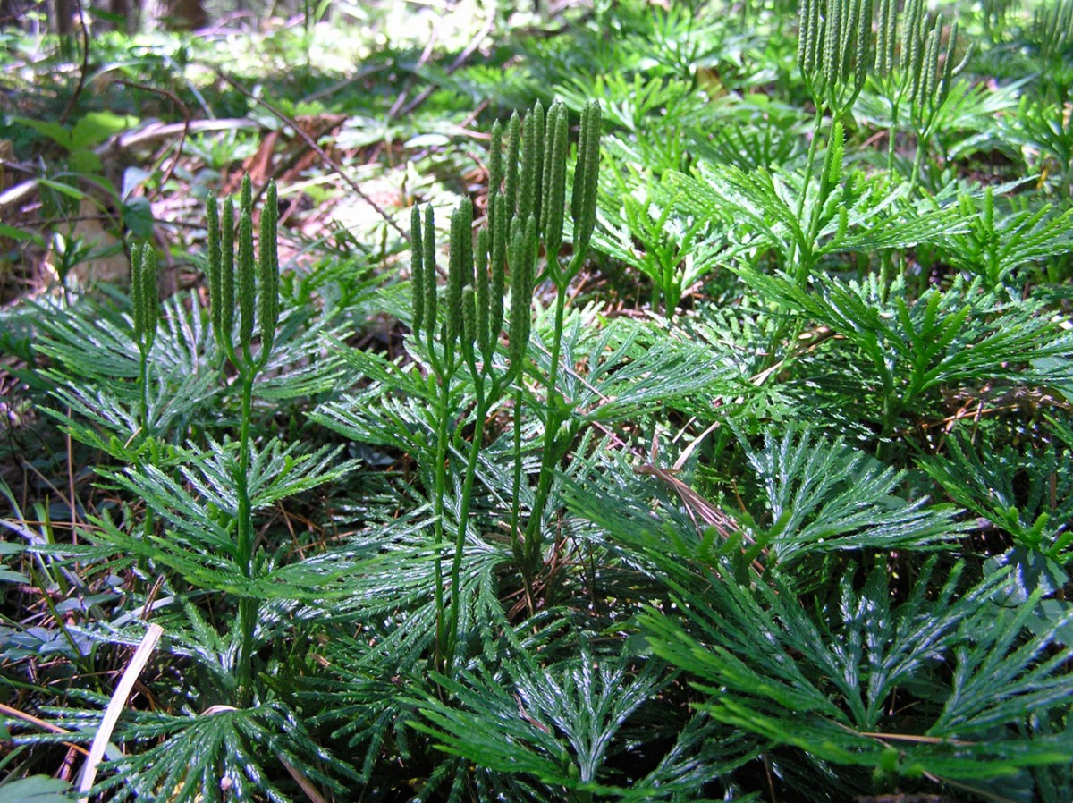 Ground Cedar – VIRGINIA WILDFLOWERS