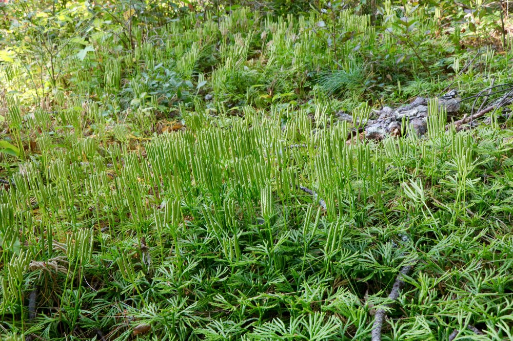 Ground Cedar – VIRGINIA WILDFLOWERS