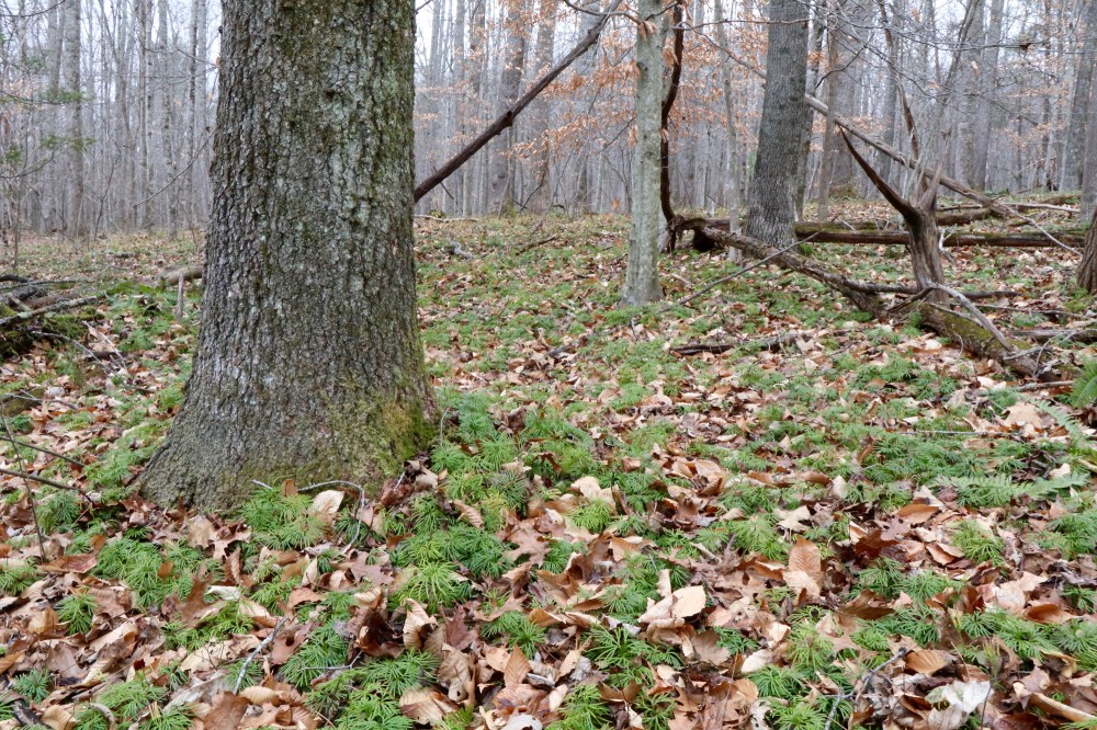 Ground Cedar – VIRGINIA WILDFLOWERS