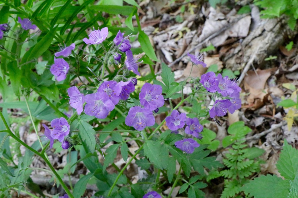 Purple Phacelia – VIRGINIA WILDFLOWERS