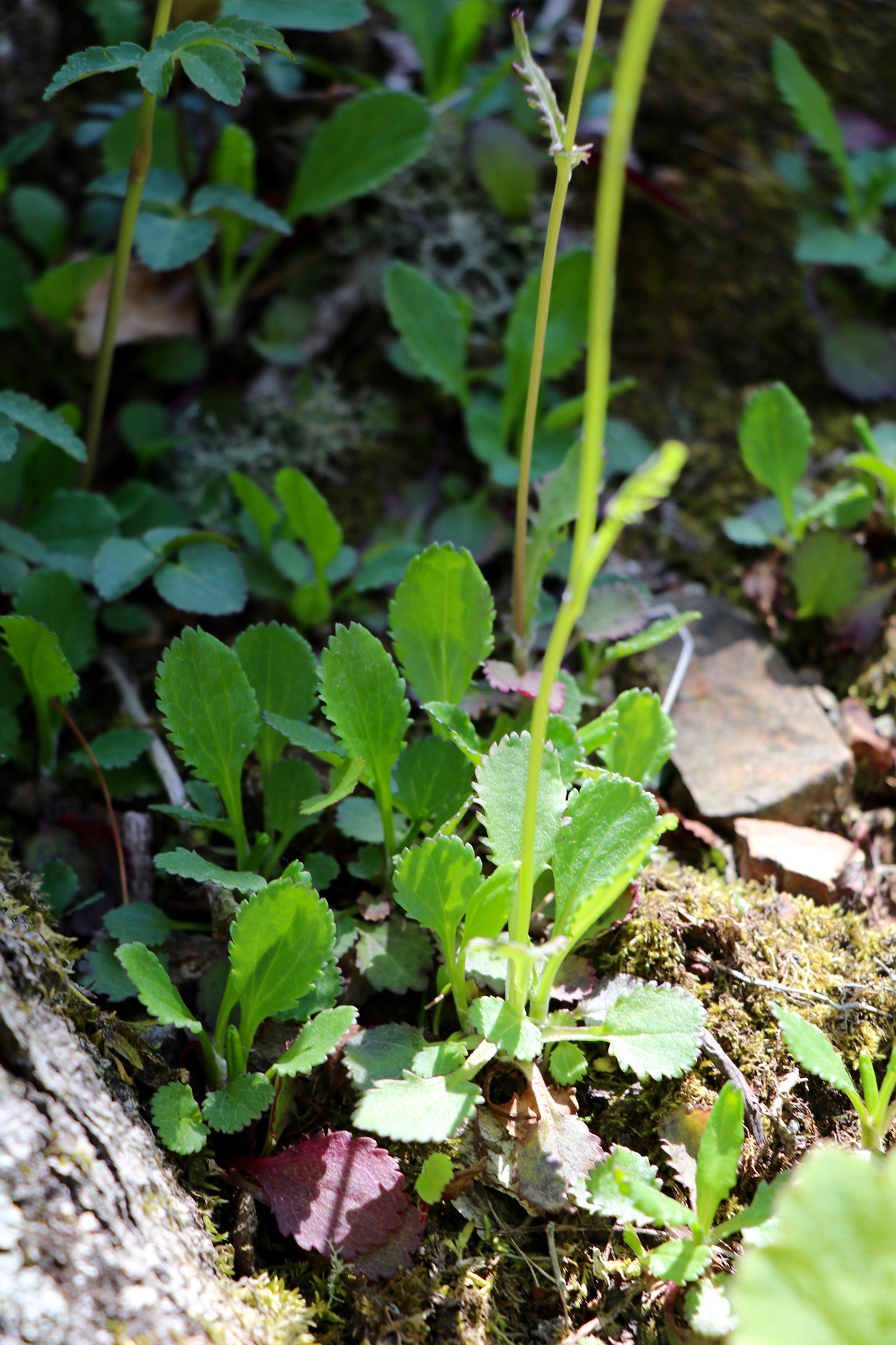 Roundleaf Ragwort – VIRGINIA WILDFLOWERS