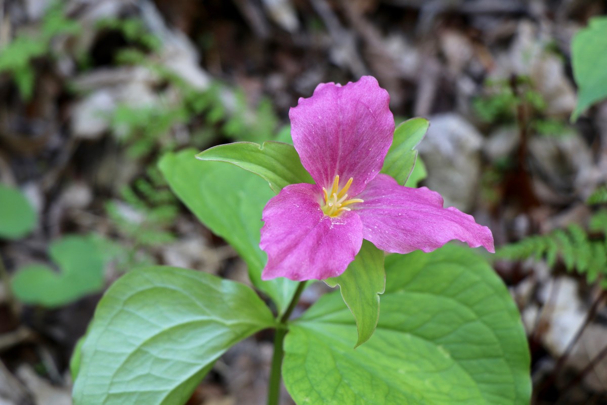 Spring 2024 – VIRGINIA WILDFLOWERS