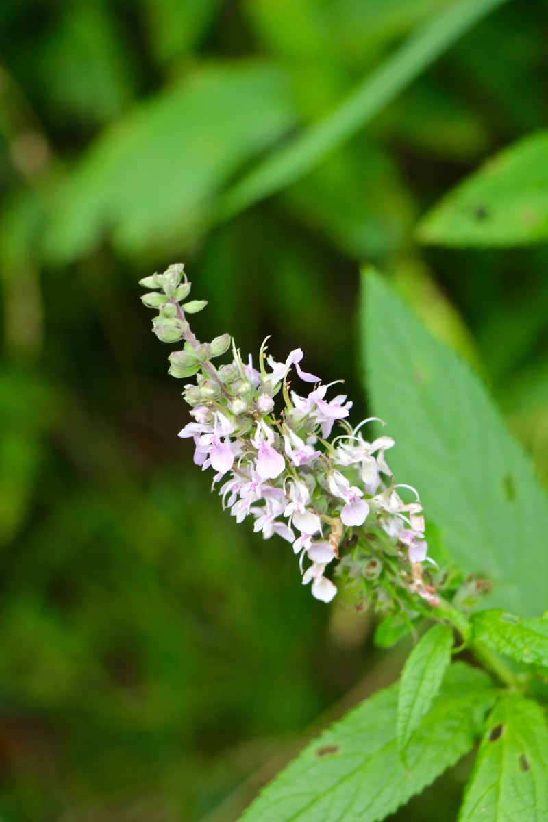 American Germander – VIRGINIA WILDFLOWERS