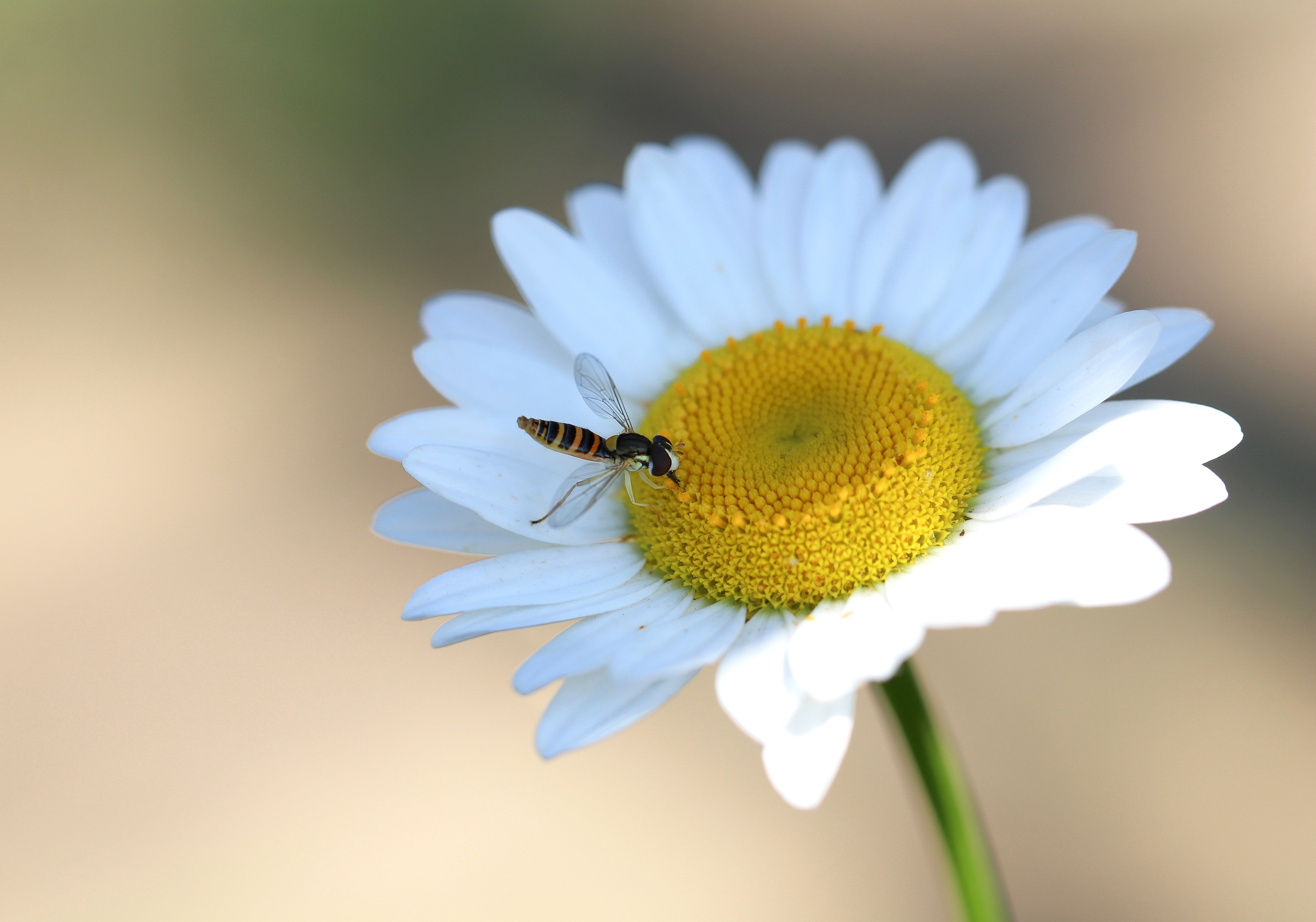 Hover fly (or Flower Fly, Syrphid Fly) & daisy – VIRGINIA WILDFLOWERS