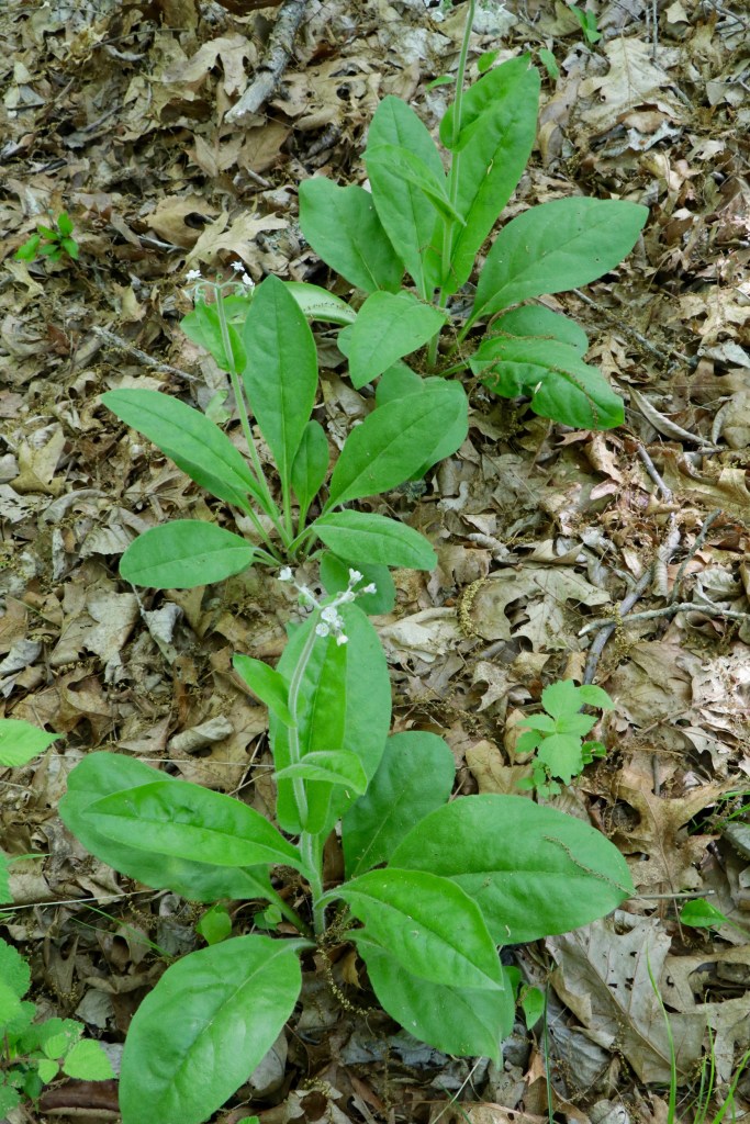 Wild Comfrey – VIRGINIA WILDFLOWERS