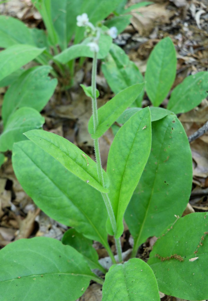 Wild Comfrey – VIRGINIA WILDFLOWERS