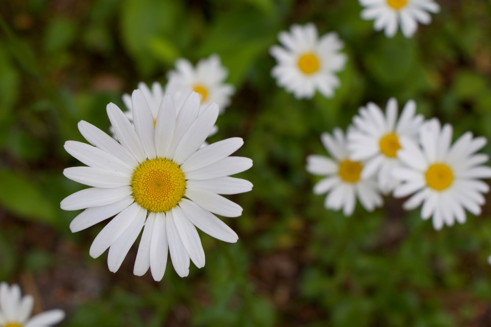 Oxeye Daisy – VIRGINIA WILDFLOWERS