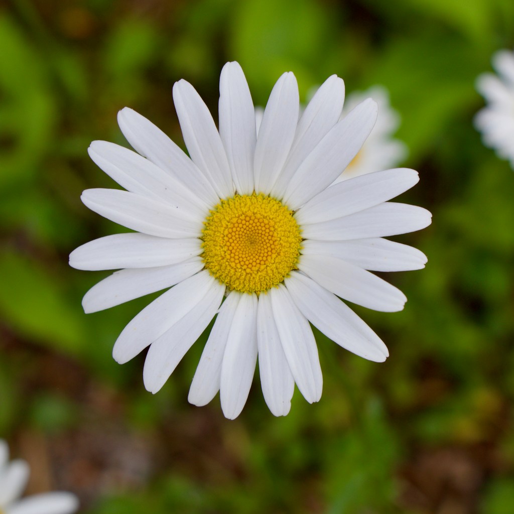Oxeye Daisy – VIRGINIA WILDFLOWERS