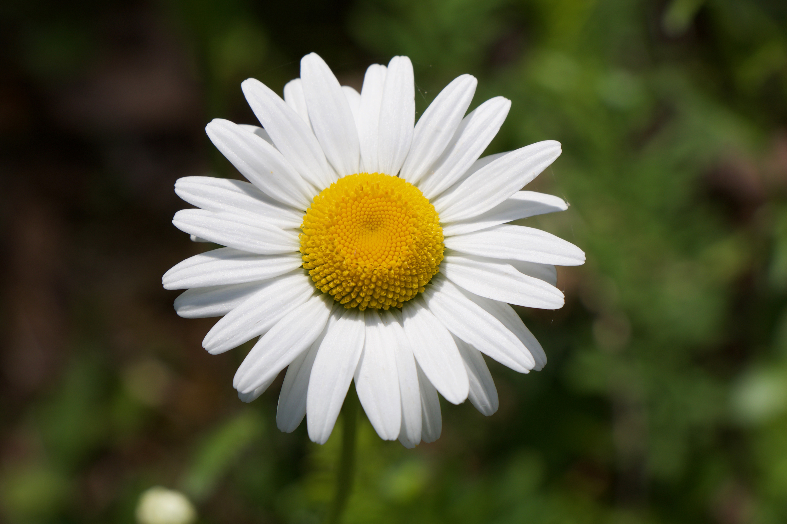 oxeye daisy – VIRGINIA WILDFLOWERS