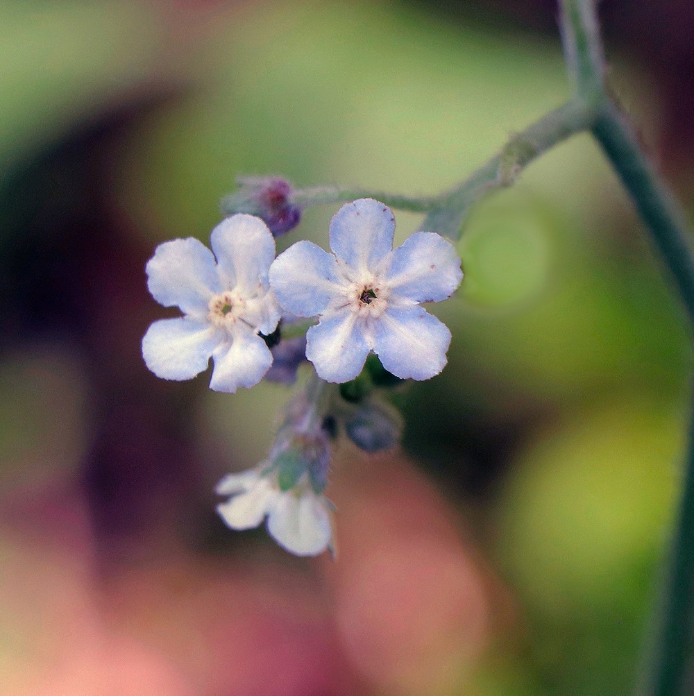 Wild Comfrey – VIRGINIA WILDFLOWERS