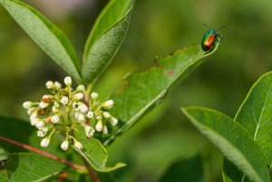 Dogbane or Indian Hemp – VIRGINIA WILDFLOWERS