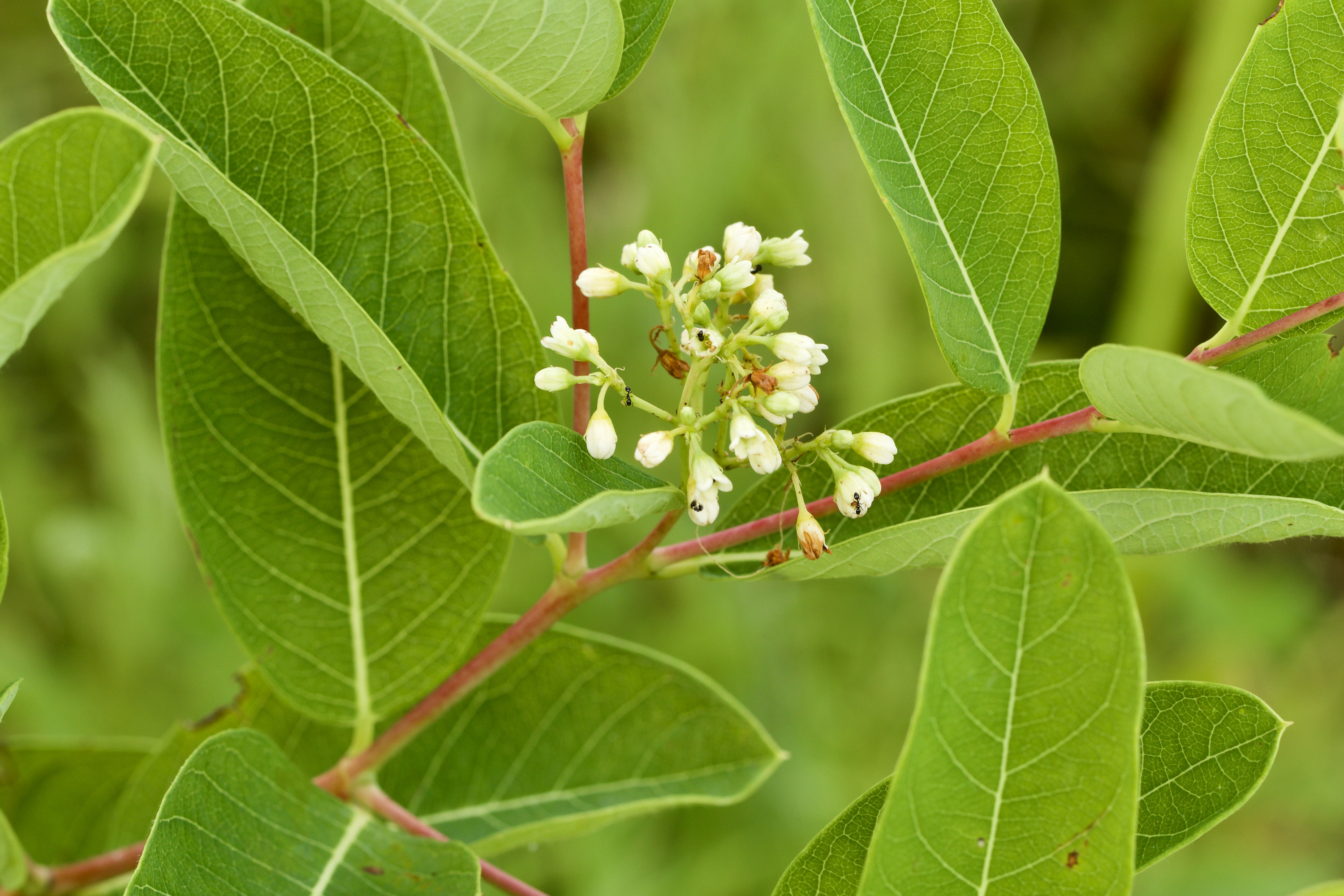 Dogbane or Indian Hemp – VIRGINIA WILDFLOWERS