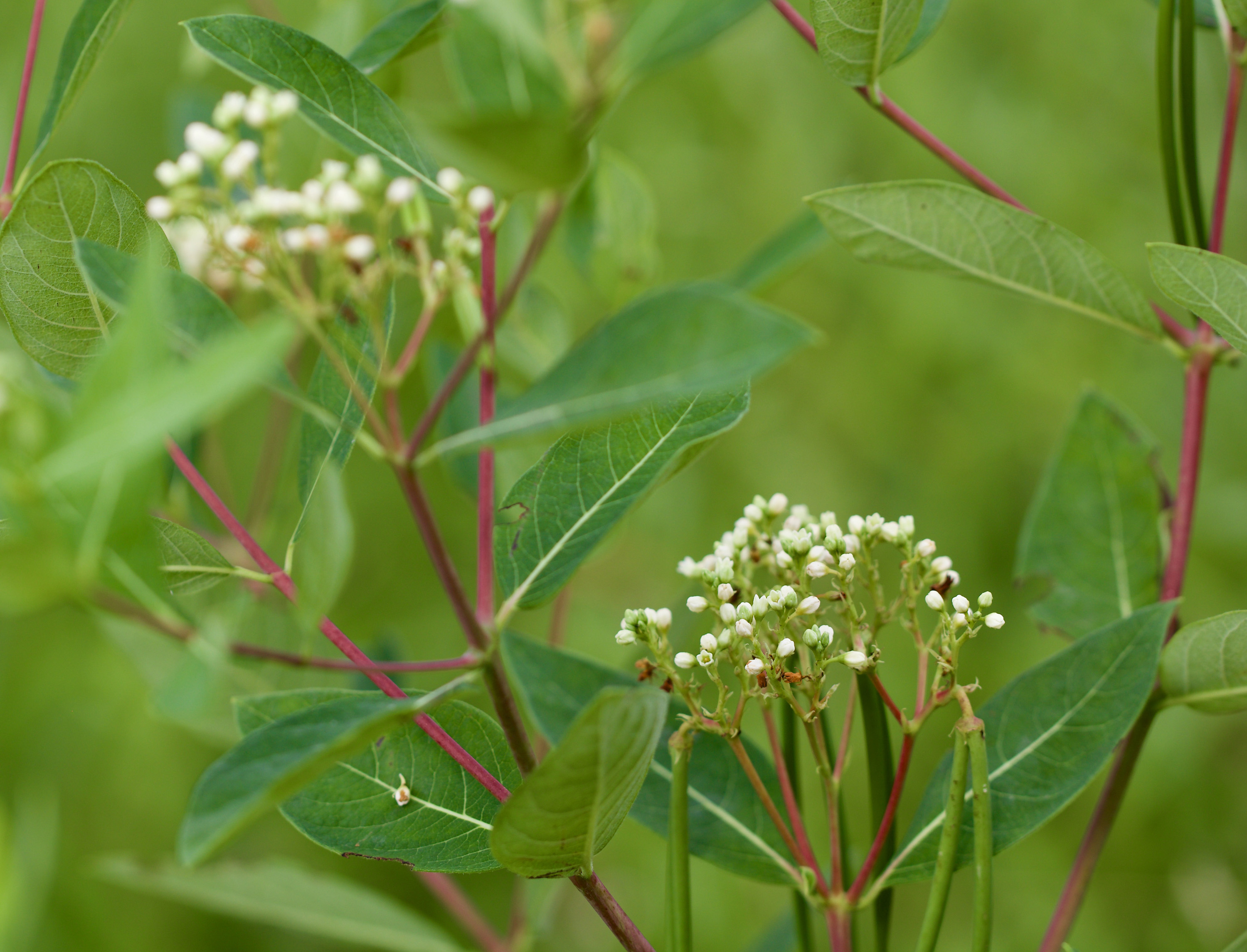 Dogbane or Indian Hemp – VIRGINIA WILDFLOWERS