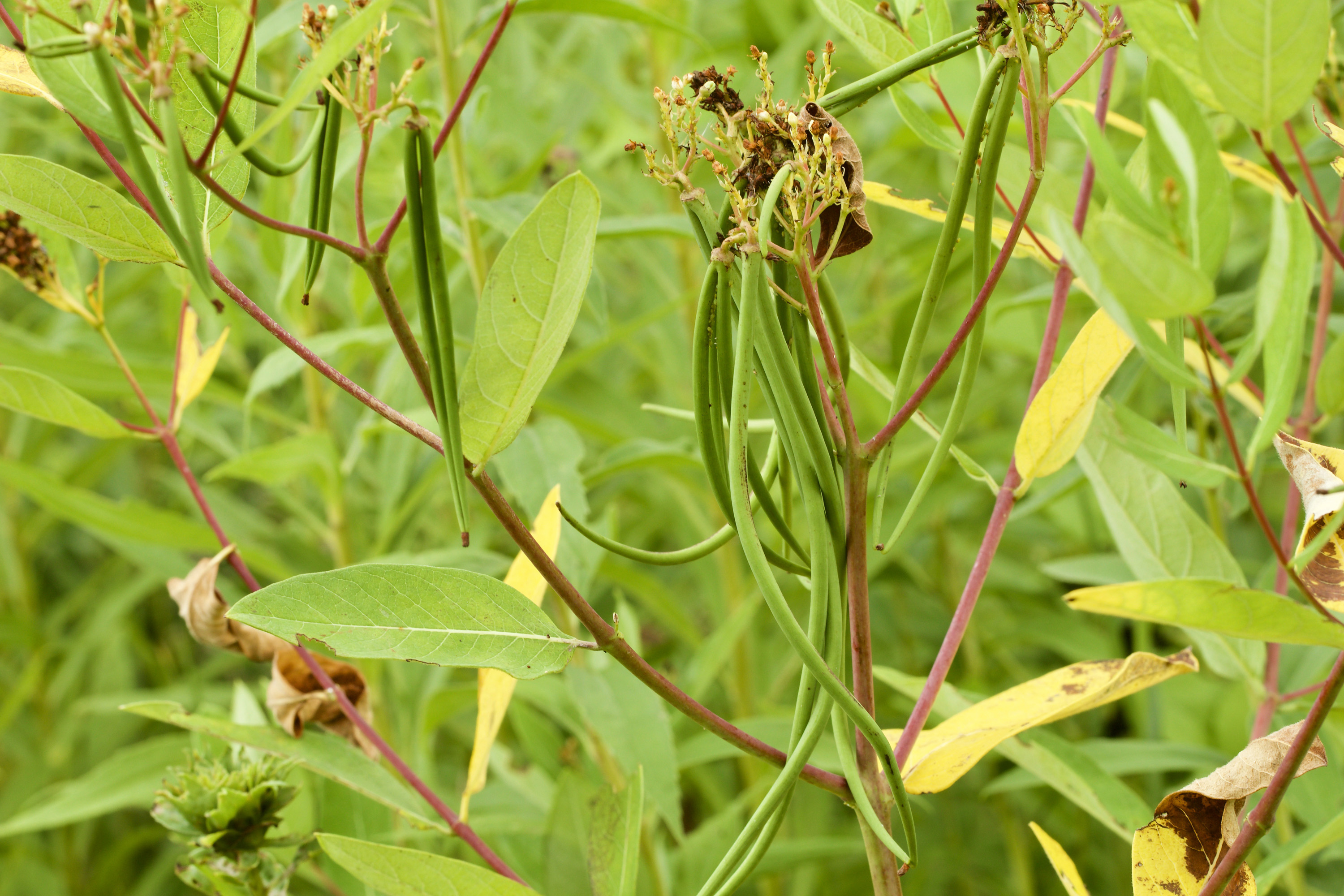 Dogbane or Indian Hemp – VIRGINIA WILDFLOWERS