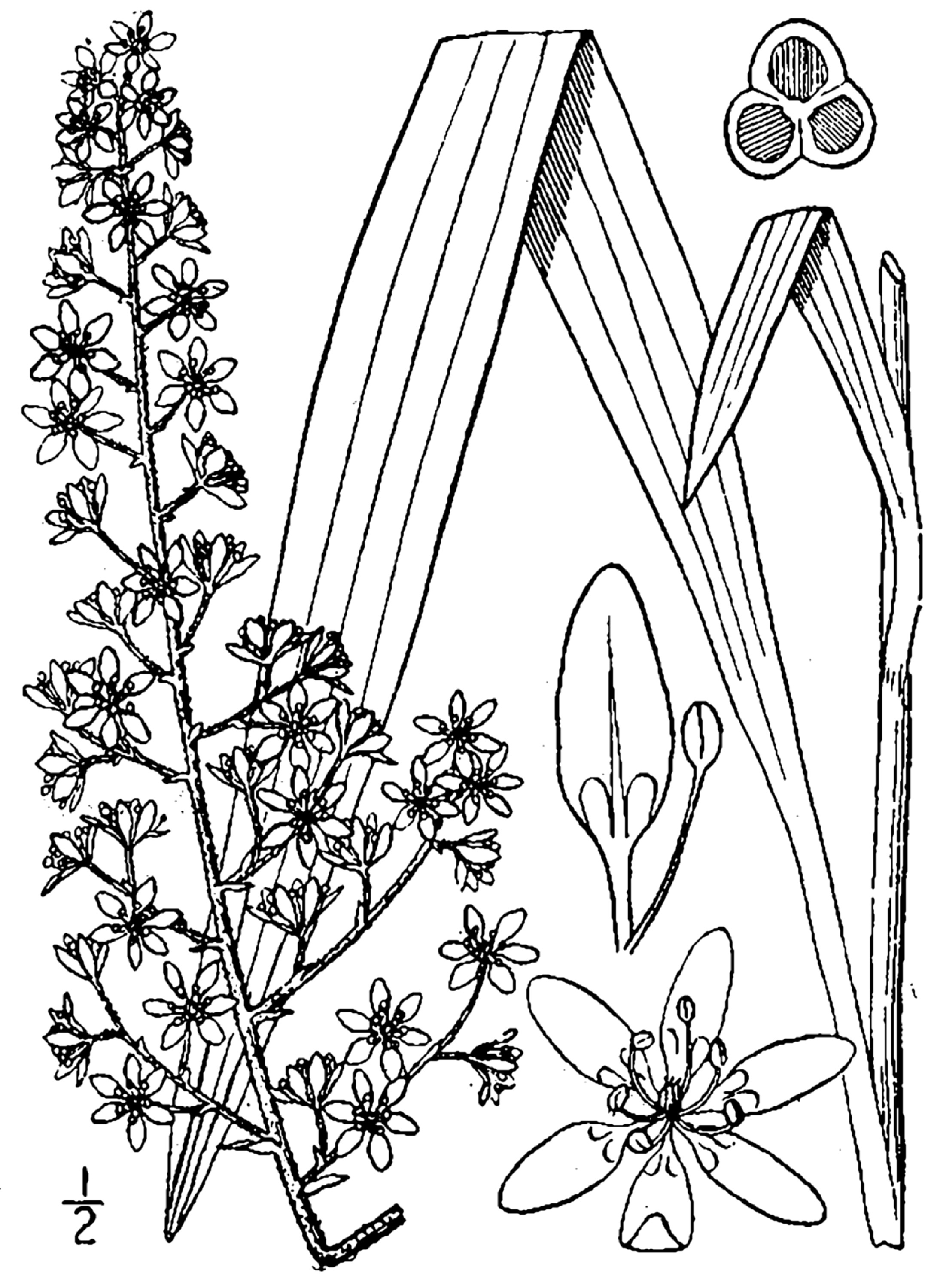 bunchflower – VIRGINIA WILDFLOWERS