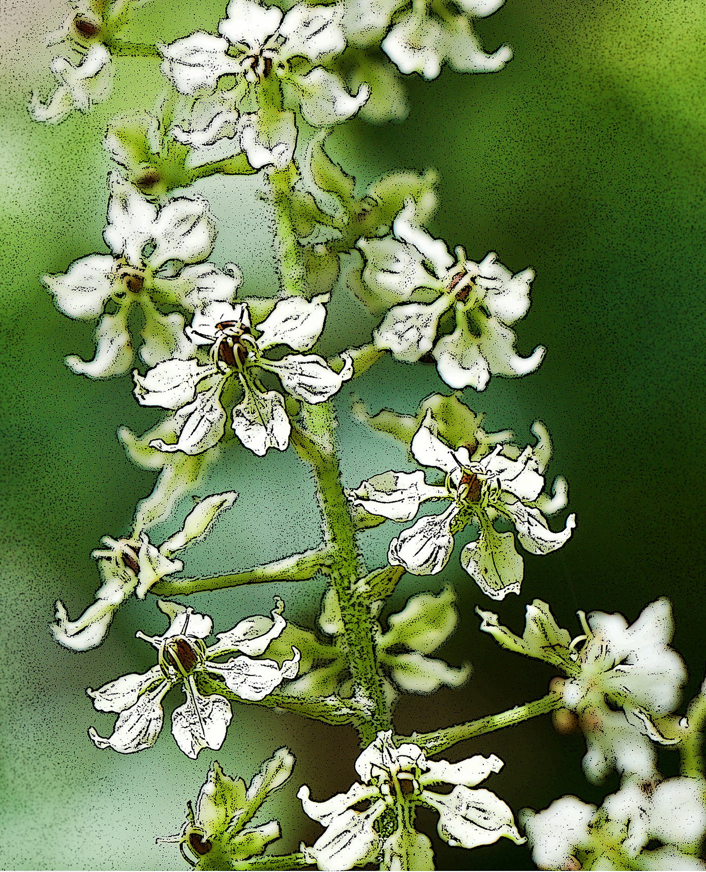Slender Bunchflower – VIRGINIA WILDFLOWERS